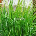 Arizona March Planting Guide: What to Plant in Phoenix Now - PHX Gardening