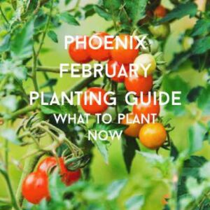 Monthly Phoenix, Arizona Planting Calendar: Zone 9 - Phoenix Gardening