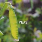 Arizona March Planting Guide: What to Plant in Phoenix Now - PHX Gardening